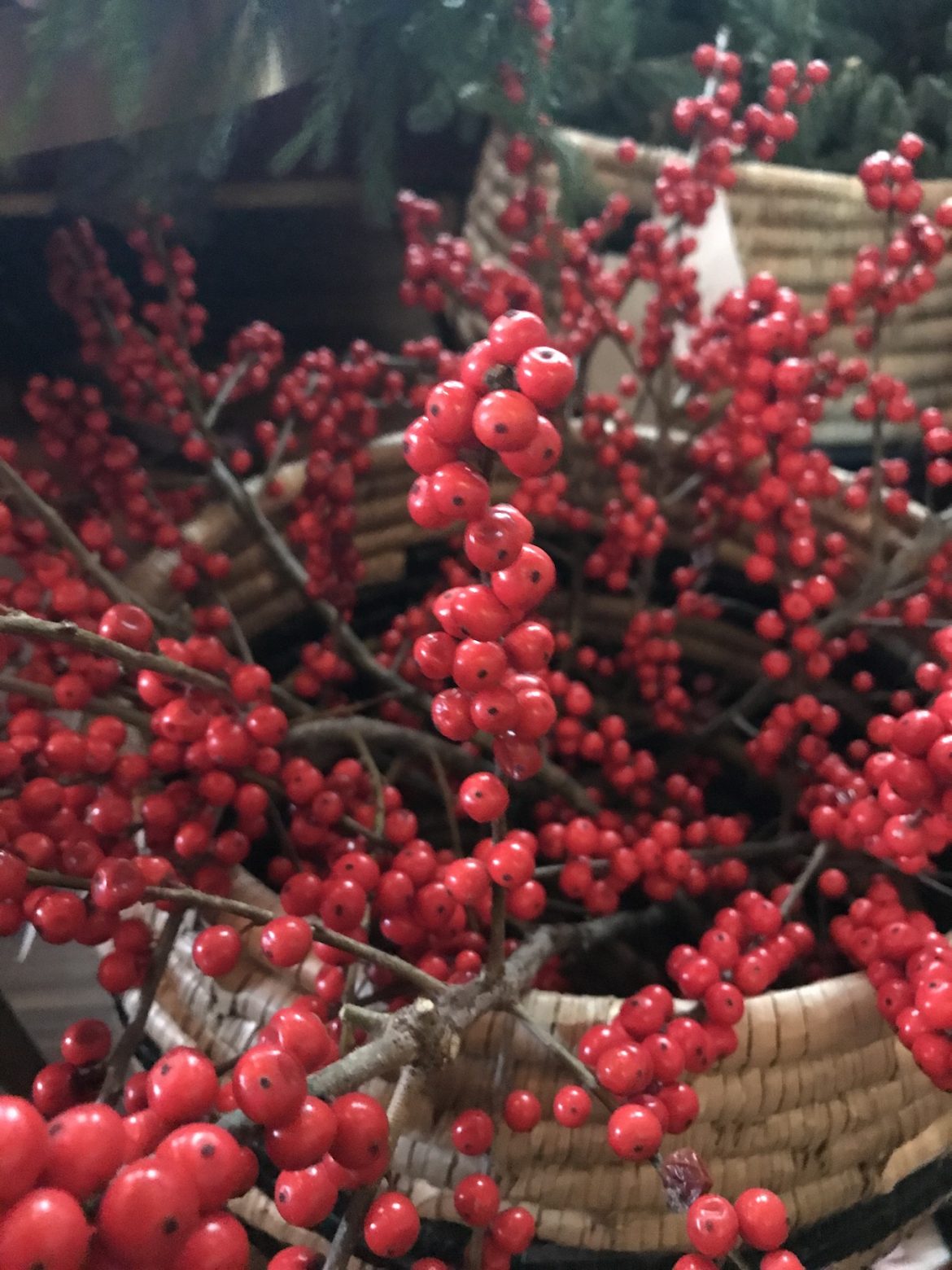 Look What’s Blooming This Holiday Season | Curatedition